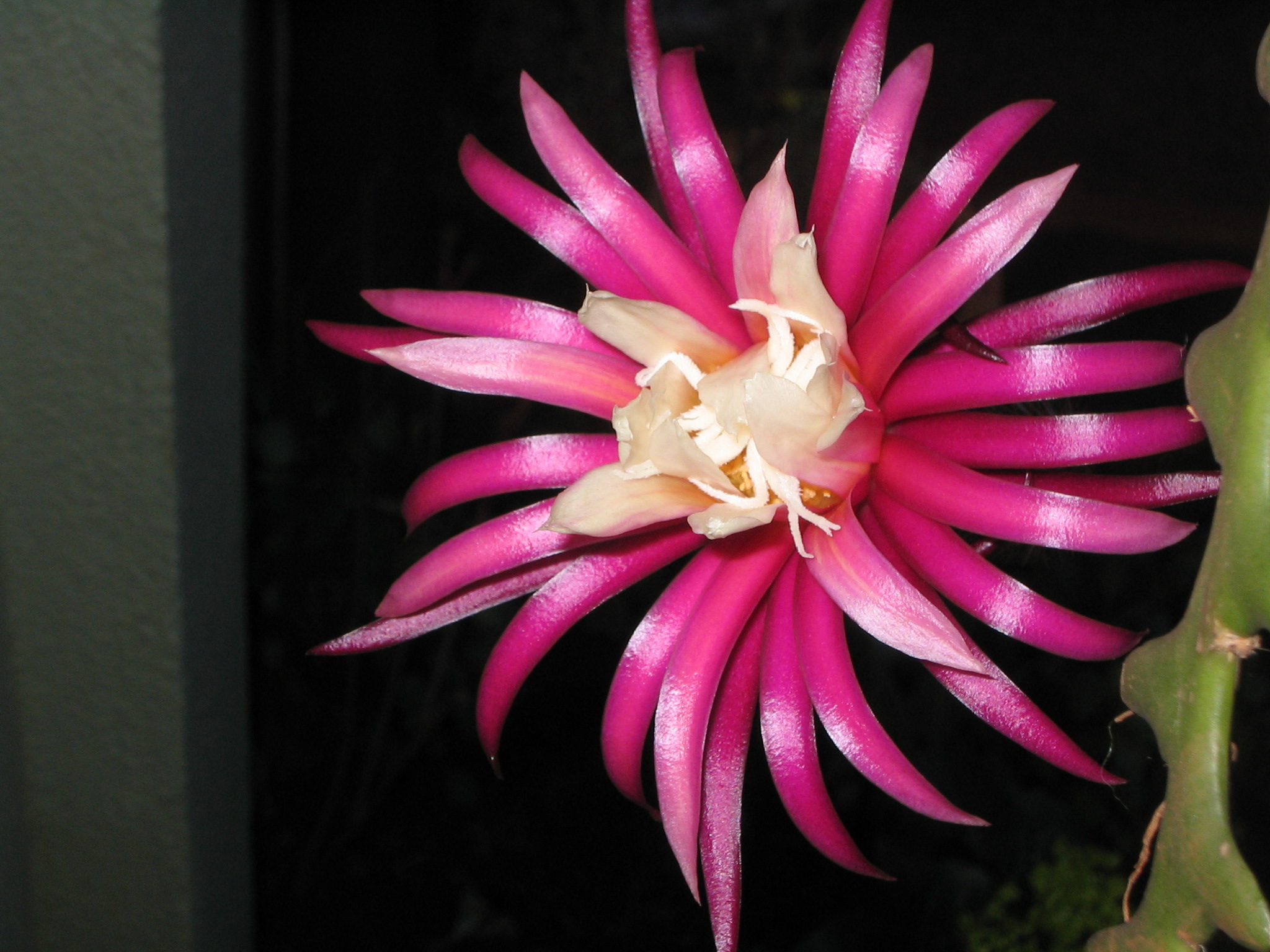 TUNA – Esencias Florales Misioneras